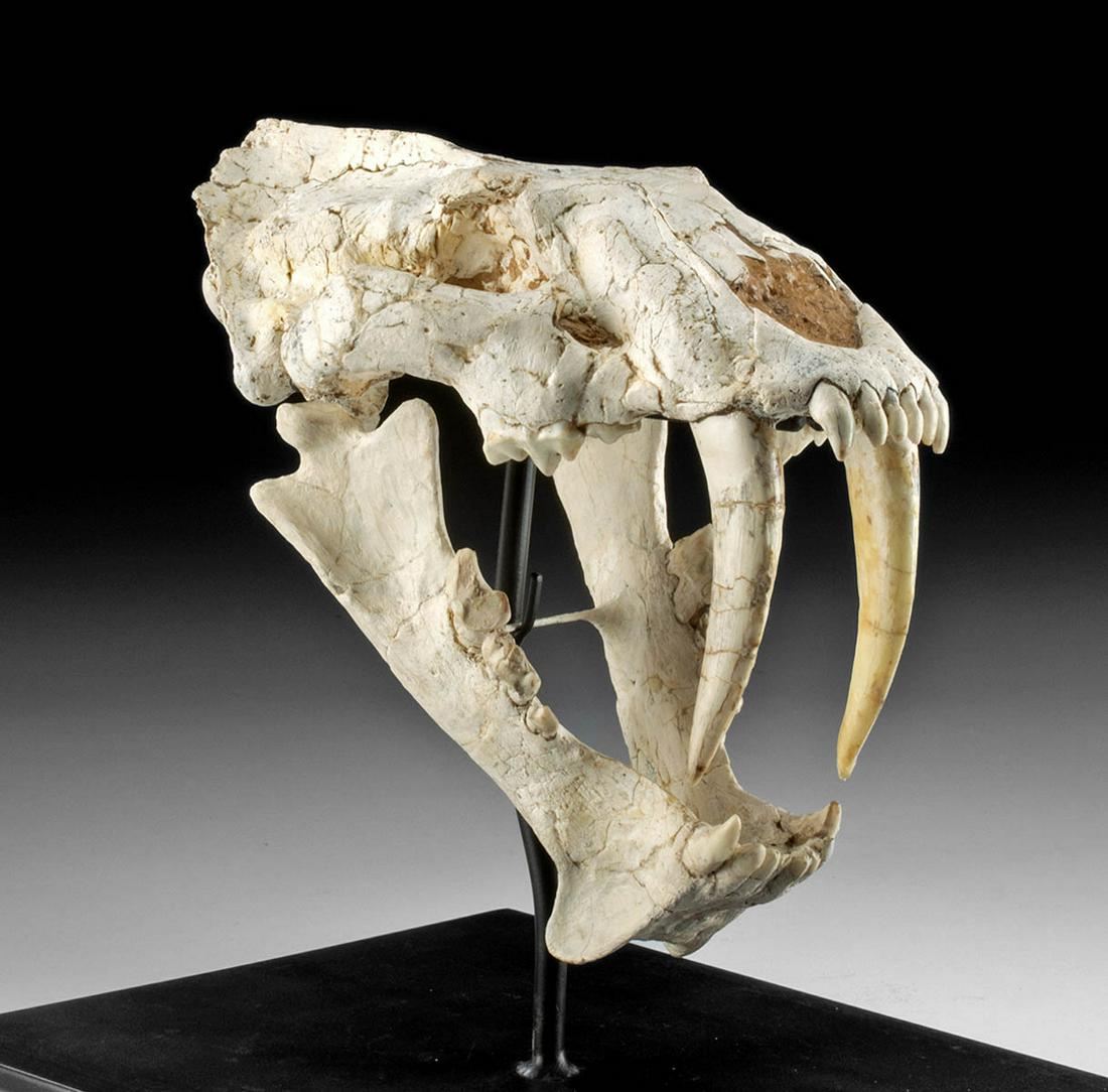 Rare Fossilized Megantereon Sabretooth Cat Skull - Mar 24, 2022 ...