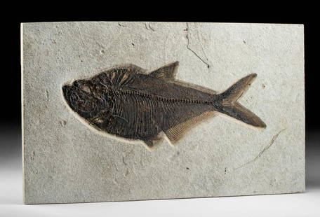 Green River Eocene Period Fossilized Leaf & Fish