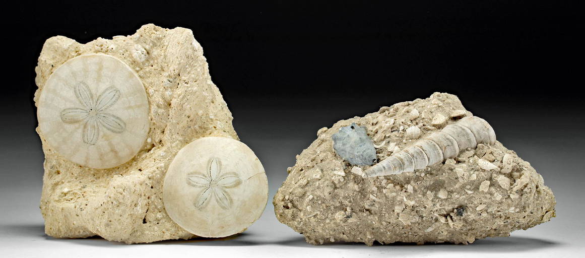 Fossilized Sand Dollars & Tower Snail Shells & Matrices (#0170) on Apr ...