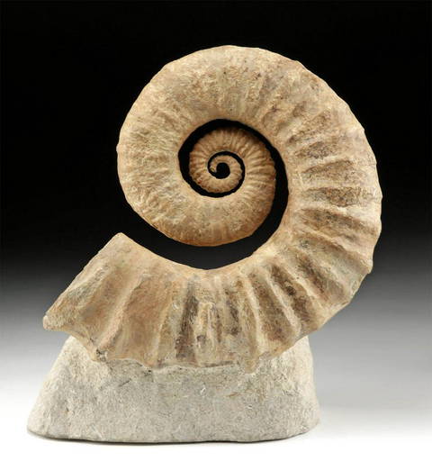 Rare Fossilized Ammonite Open Coil Heteromorph