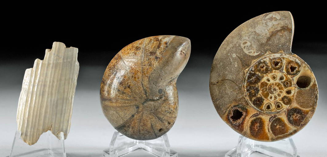 2 Ammonite Fossils + Mammoth Tusk Ivory (#0101) on Jan 08, 2023 ...