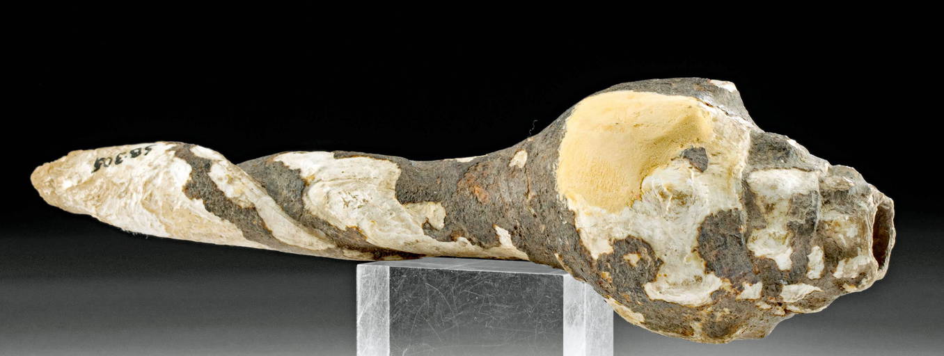 Large Mississippian / Caddo Whelk Shell Tool (#0219) on Jan 22, 2023 ...