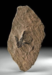 Fossilized Dinosaur Footprint In Matrix, "noah's Raven"