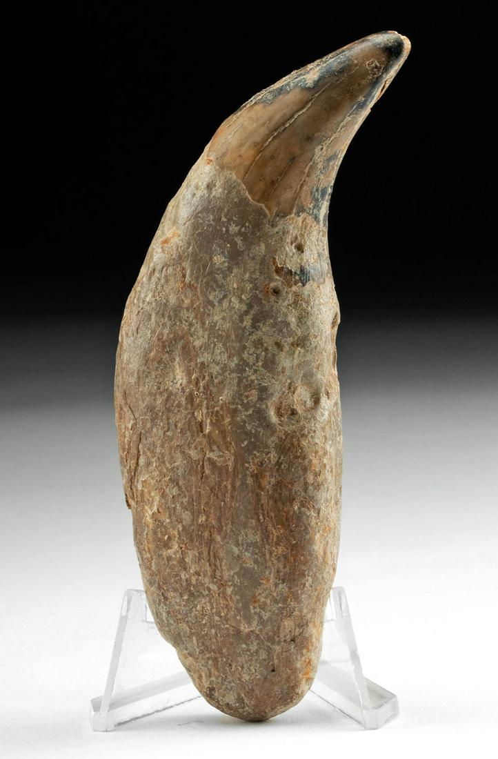 Prehistoric European Fossilized Cave Bear Canine Tooth