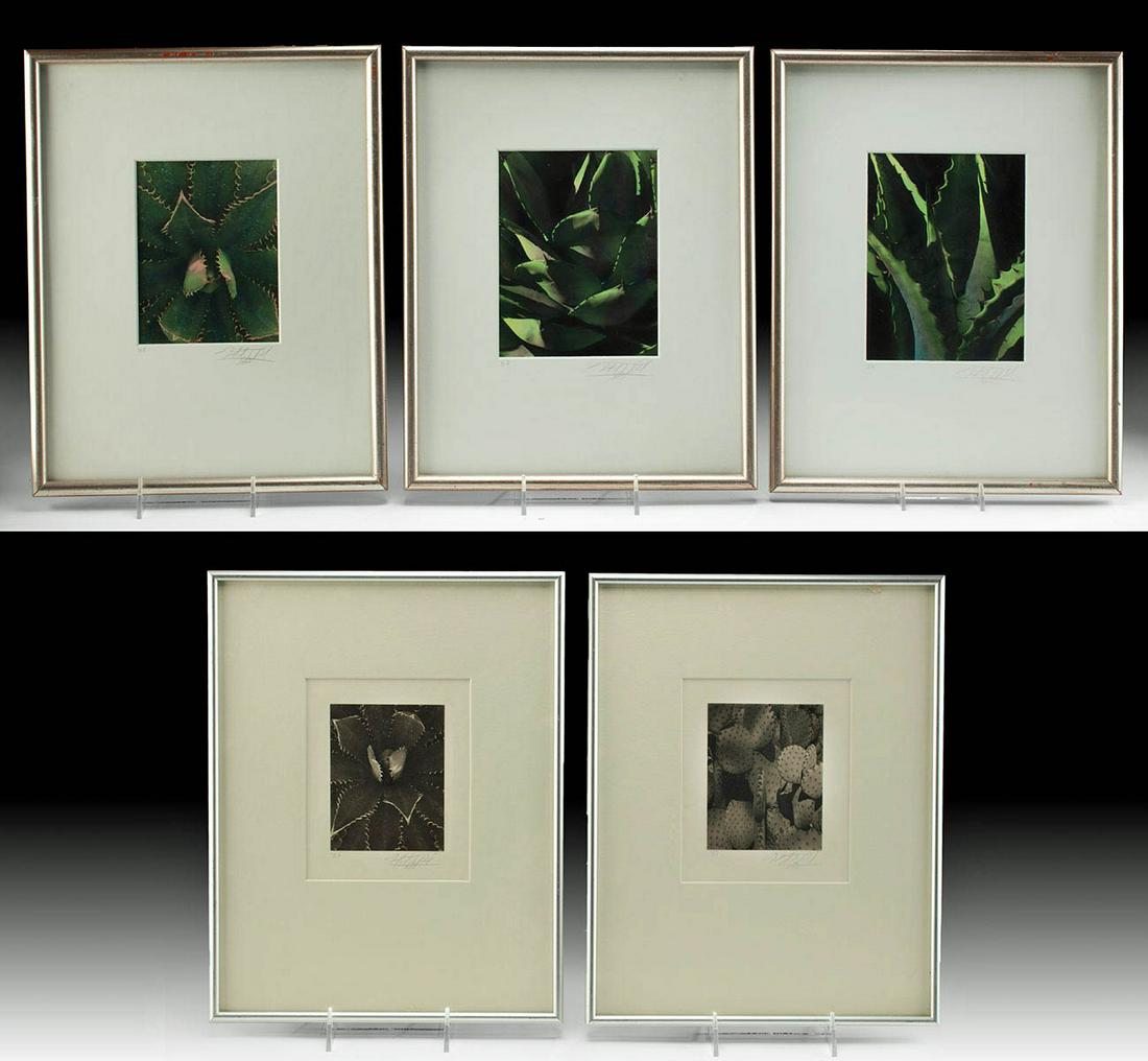 1987 Michael Ricker Photos Succulents