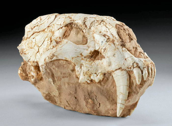 Fossilized Saber Cat Skull Amphimachairodus Giganteus