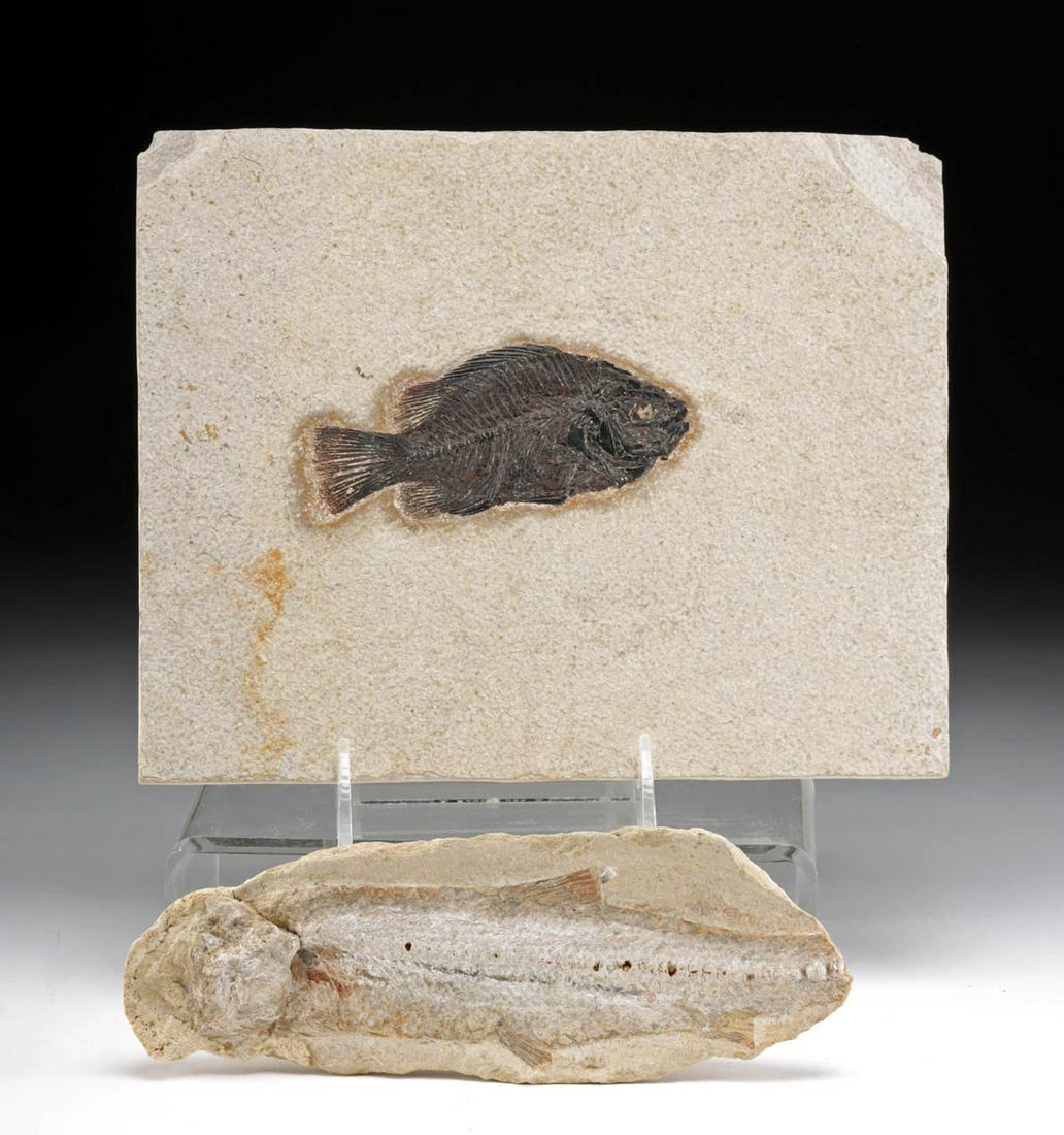 Fossilized Priscacara Fish Matrix & Split Fish Fossil Auction