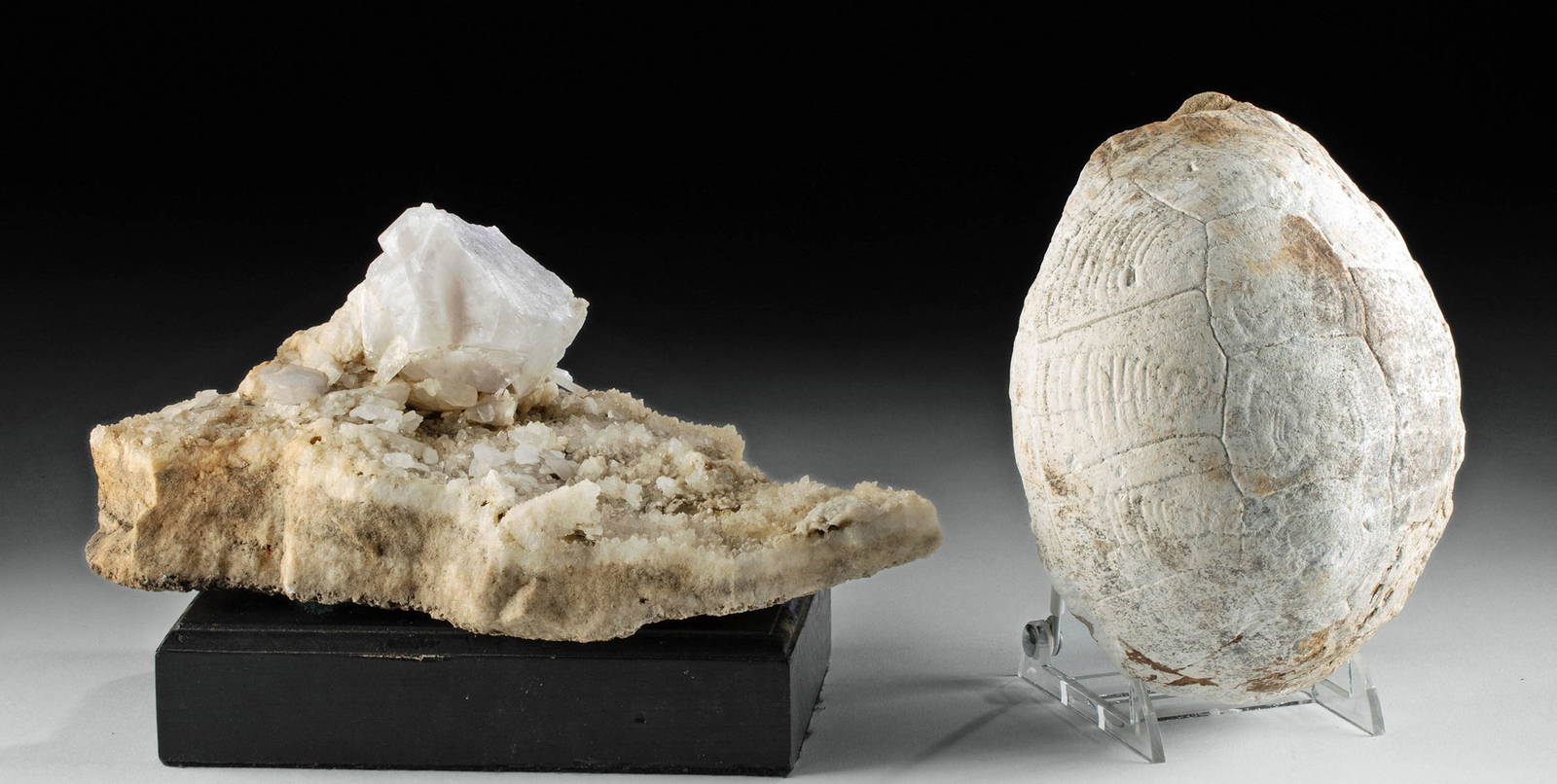 Superb Fossilized Turtle Shell & Amethyst Crystal Auction
