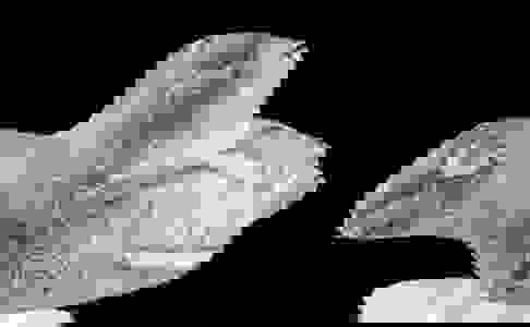 Native American Woodlands Stone Bird Effigy Pipe Auction