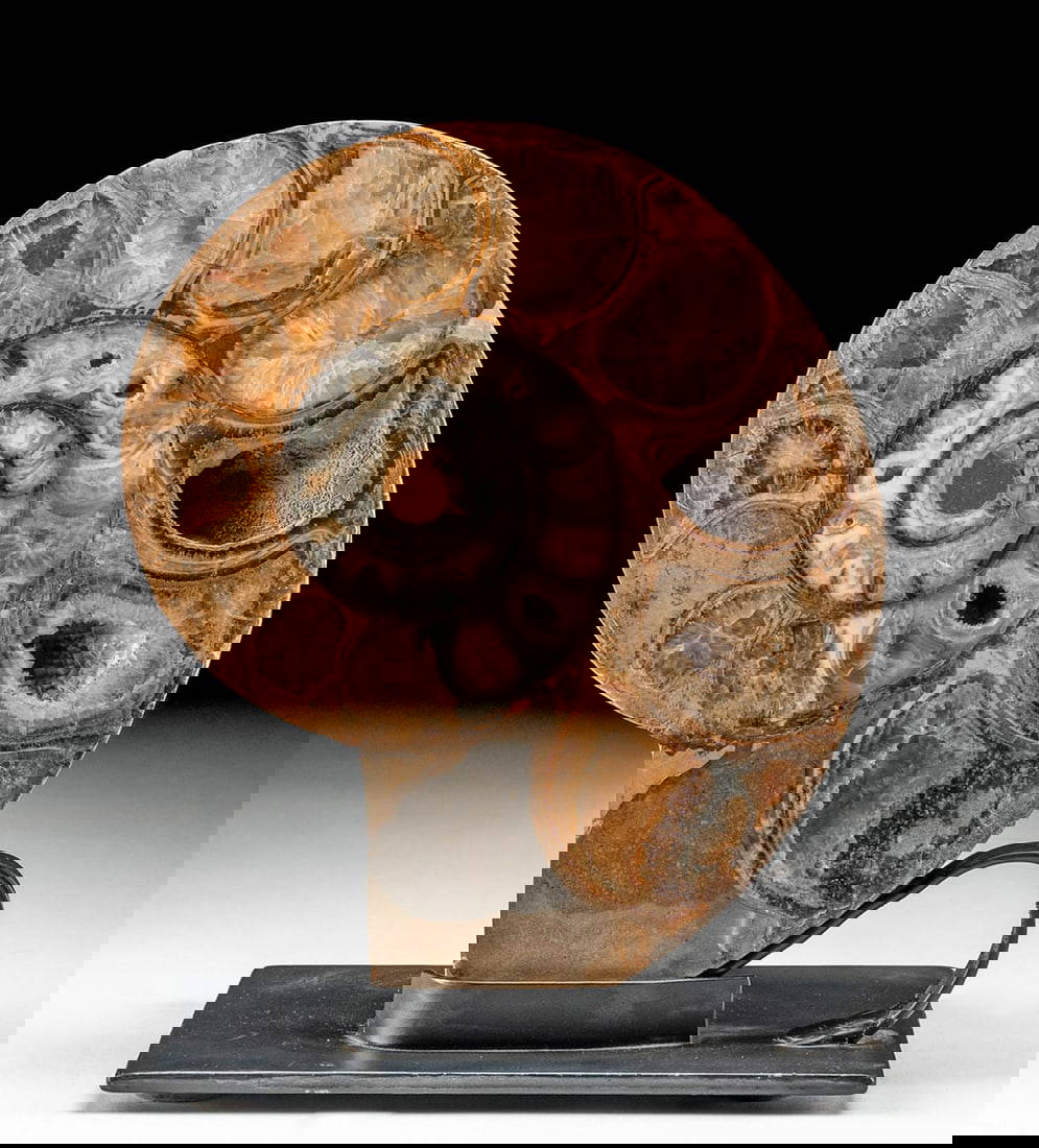 Fossilized Ammonite W/ Interior Quartzite Formations Auction