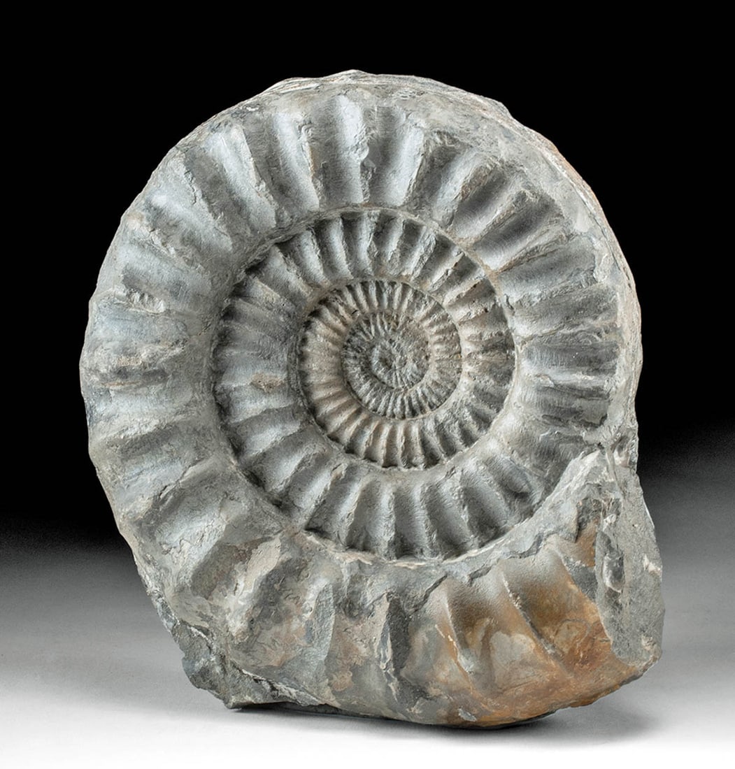 Buy Large Jurassic Fossilized Arietites Ammonite | Artemis Gallery In Co