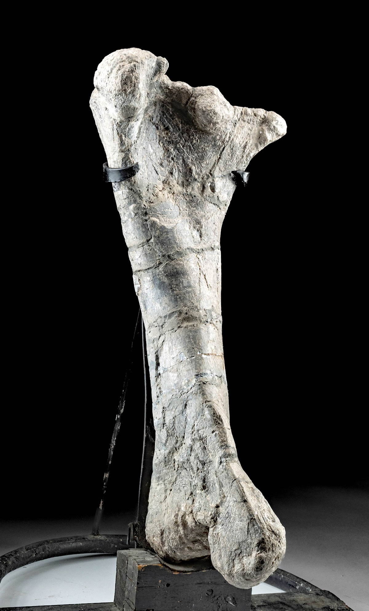 Massive Fossilized Leg Bone Sauropod Dinosaur Auction