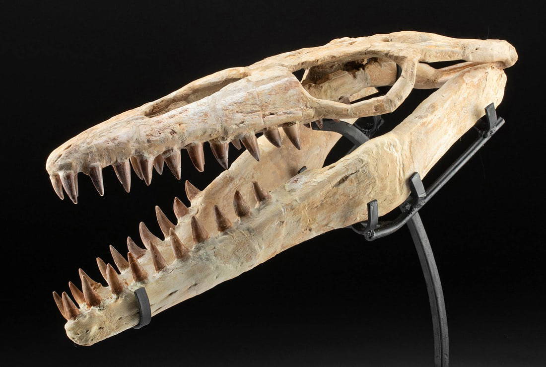 Prehistoric Prognathodon Mosasaur Full Skull & Jaws! Auction