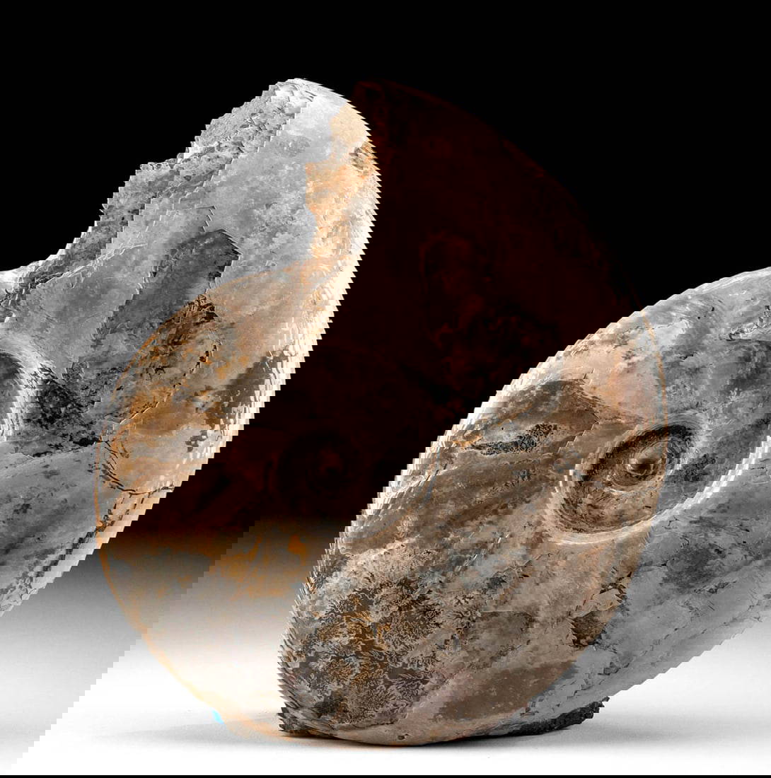 Large Fossilized Ammonite Shell W/ Sutures Auction