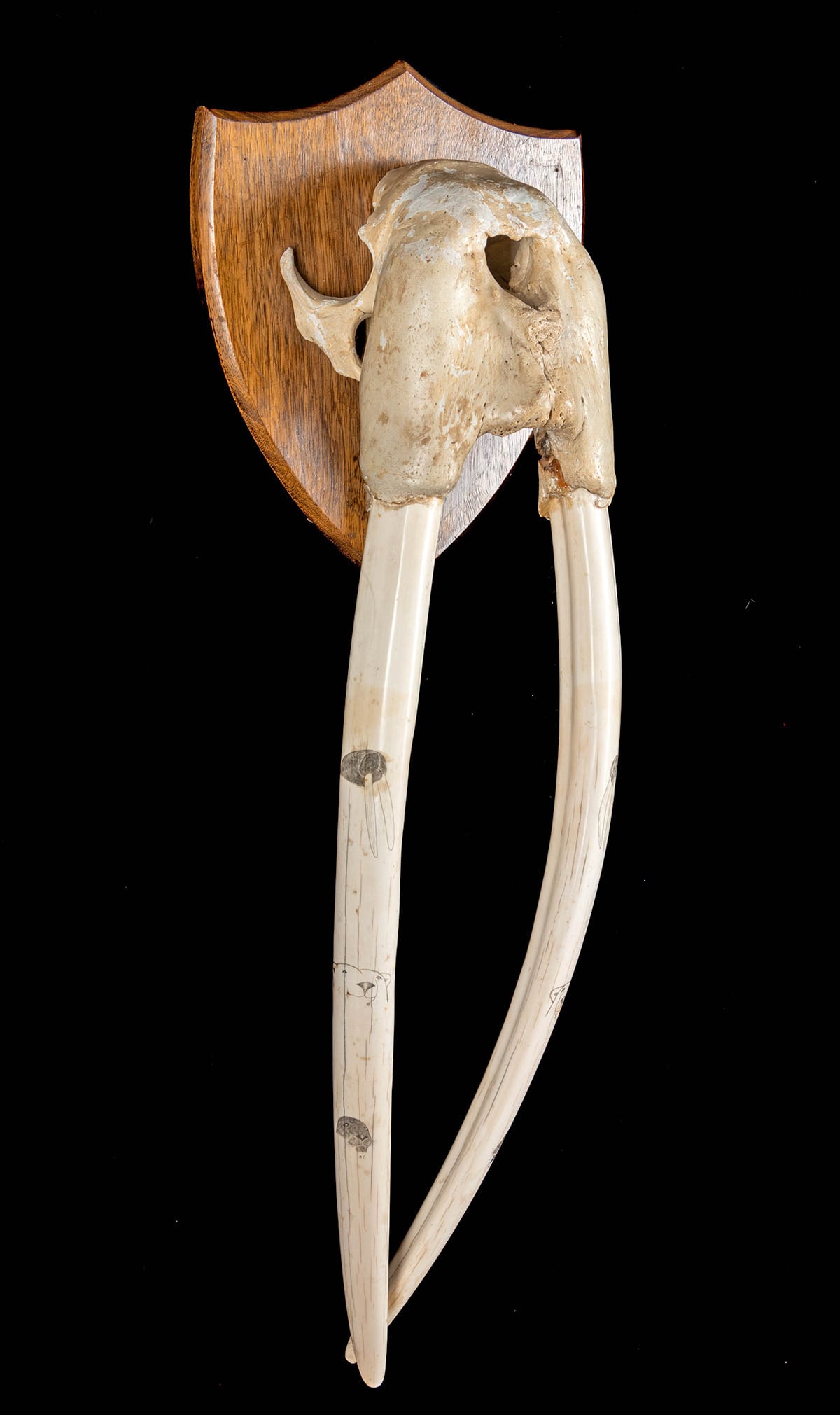 Buy Mounted Walrus Skull W/ Scrimshawed Tusks | Artemis Gallery In Co