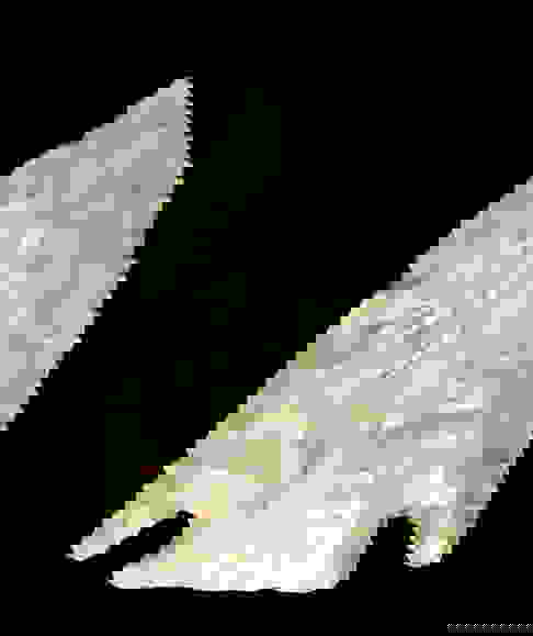 Native American Pine Tree Projectile Point - 7000 Bce Auction