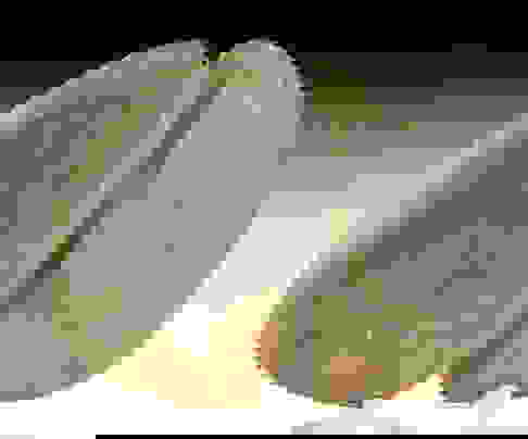 Archaic Native American Preform Stone Tool Auction