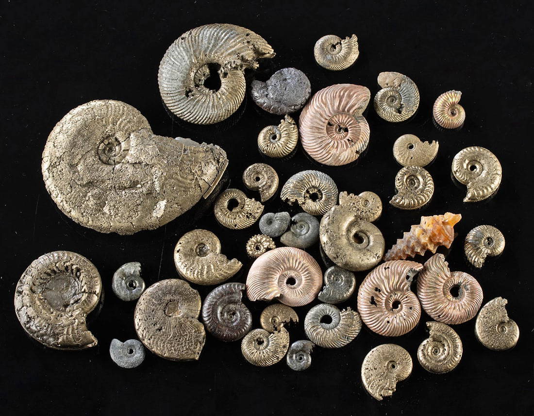 Buy 39 Ammonite & Snail Shell Fossils (pyritized & Opalized | Artemis ...
