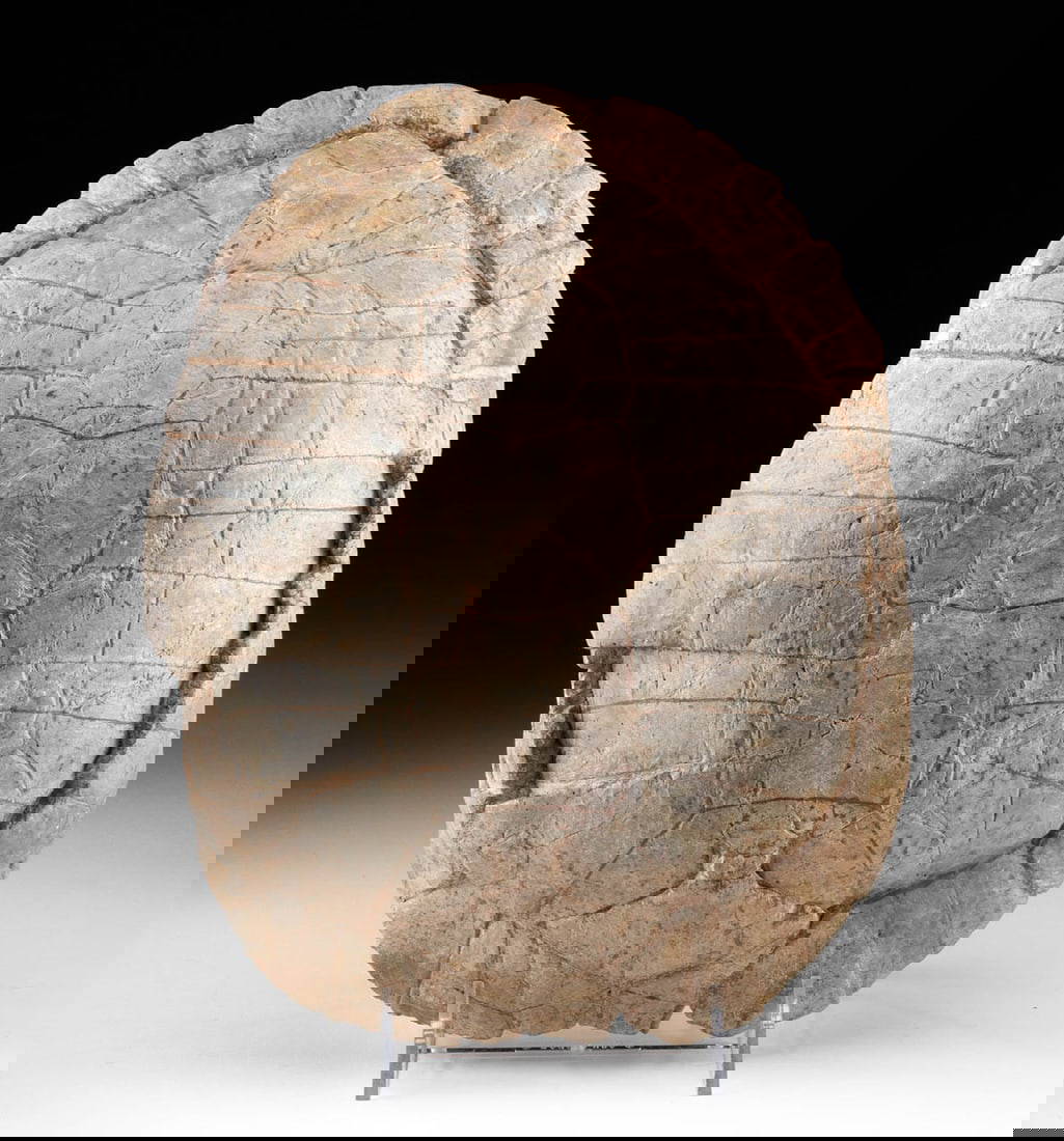 Large Fossilized Tortoise Shell - Stylemys Nebraskensis Auction