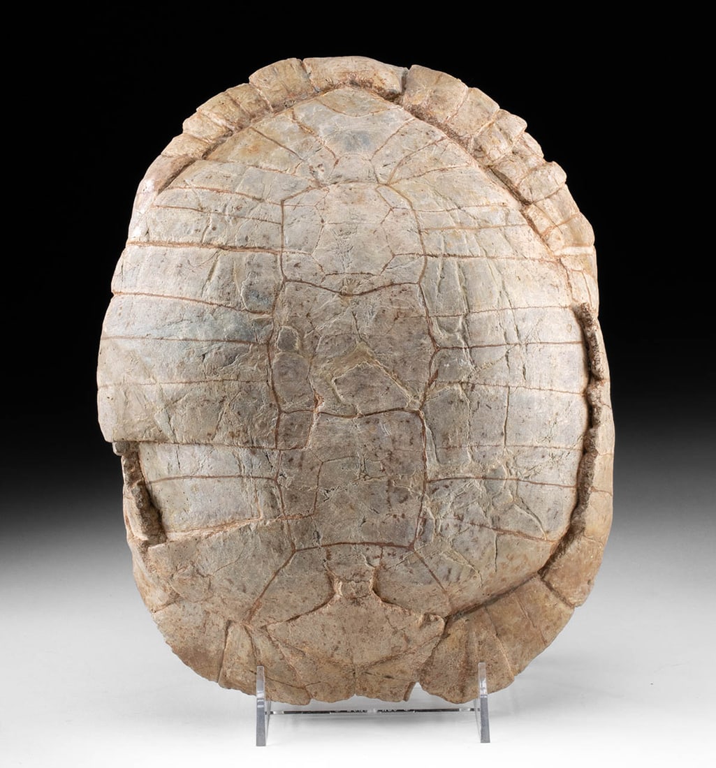 Large Fossilized Tortoise Shell - Stylemys Nebraskensis Auction