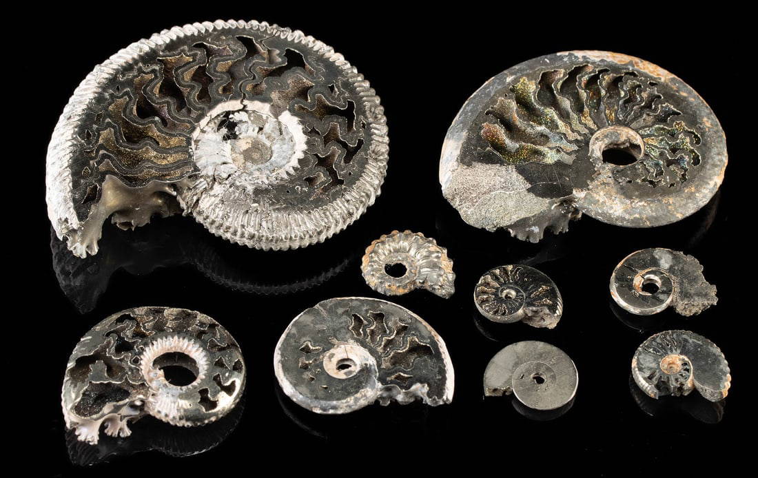 9 Ammonite Shell Fossils, Opalescent & Pyritized Shells Auction