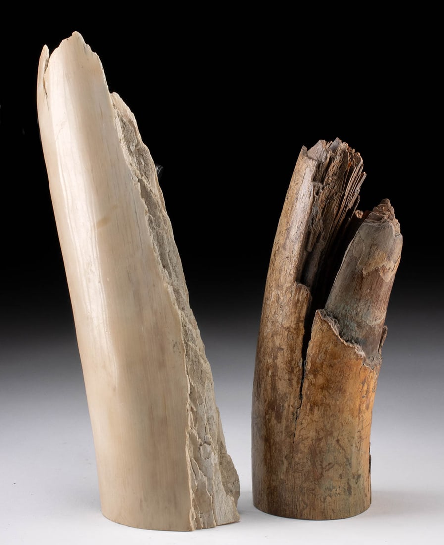 2 Mastodon Or Mammoth Fossilized Ivory Tusk Fragments Auction