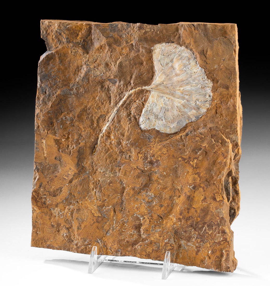 Montana Paleocene Gingko Leaf Fossil In Stone Matrix Auction