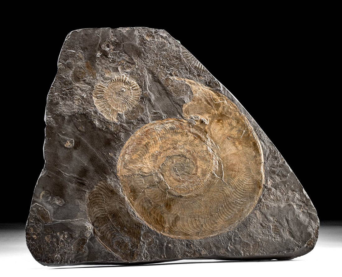 Fossilized Jurassic Pyritized Ammonites In Shale Matrix Auction