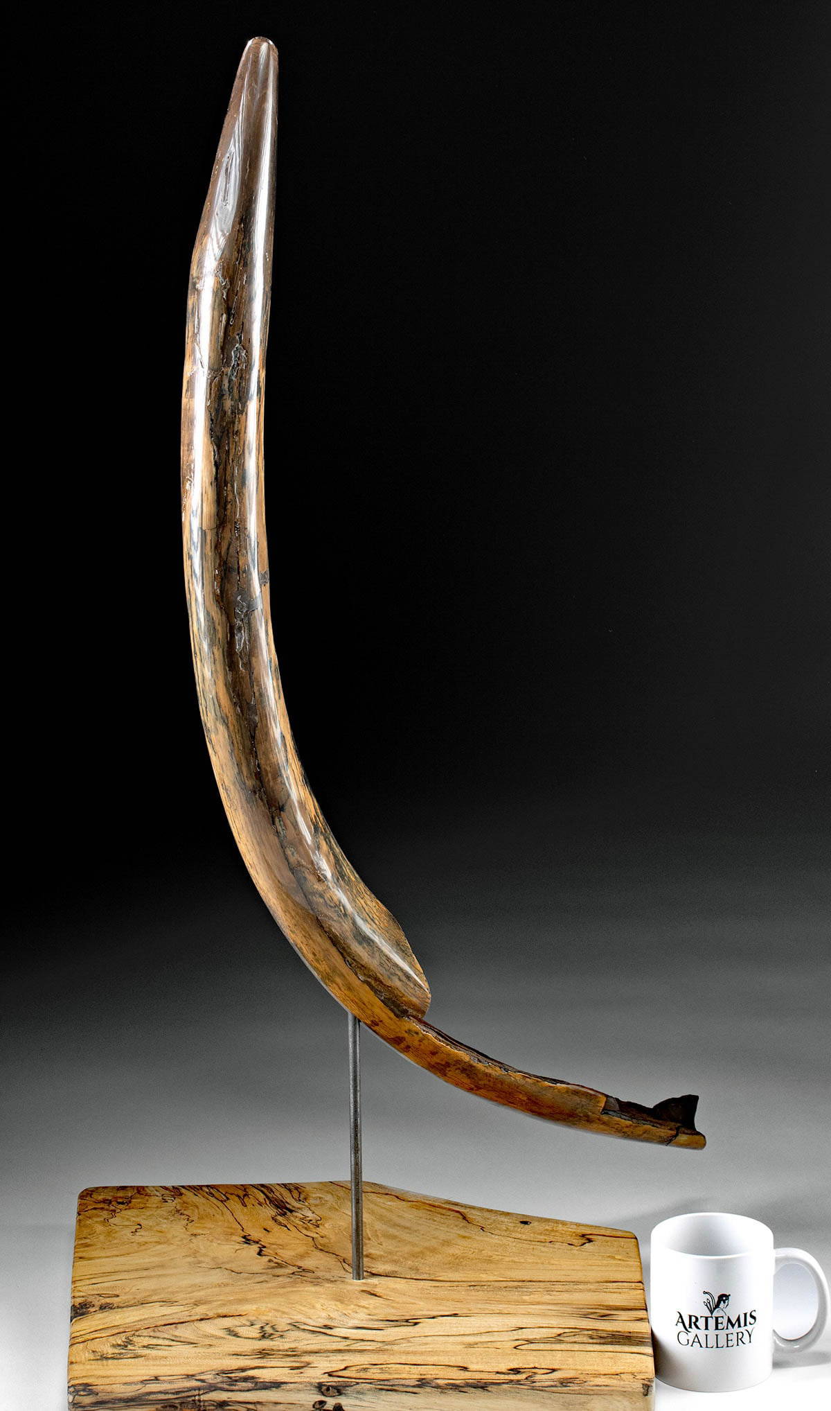 Fossilized Mammoth Tusk, Areas Of Natural Blue Ivory Auction