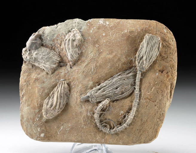 Fossilized Crinoid Crowns + Snail Shell In Stone Matrix