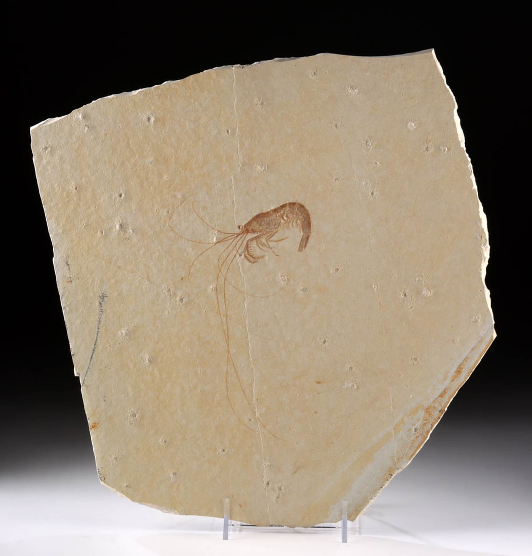 Solnhofen Formation Shrimp Fossil In Limestone Matrix Auction