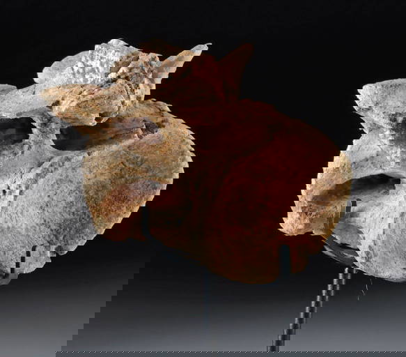 Spinosaurus Fossilized Cervical Vertebra Neck Bone