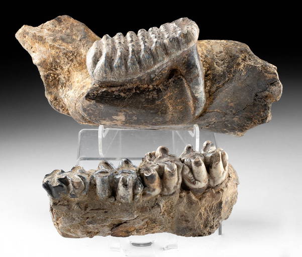 Gomphothere And Stegodon Teeth & Partial Jaw Fossils