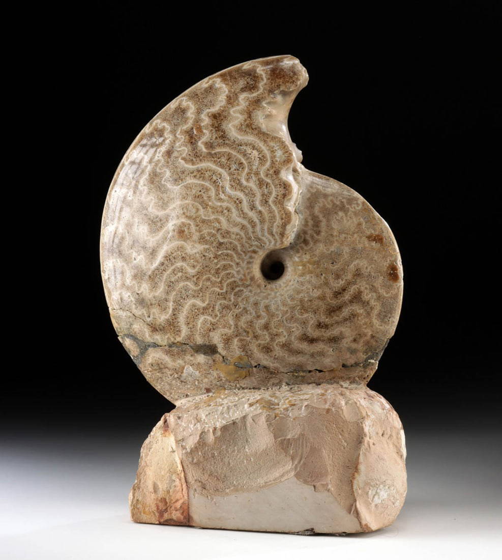 Large Fossilized Ammonite Shell W/ Sutures Auction