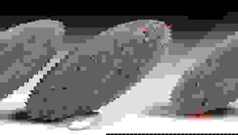 2 Pre-contact Hawaiian Ulu Maika Game Stones Auction