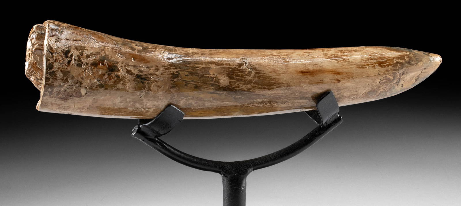 Fossilized Mammoth Tusk Ivory Tip Auction