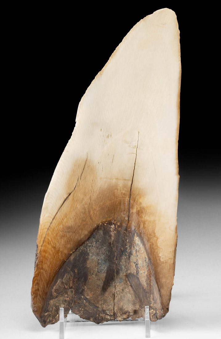 Fossilized Pleistocene Mammoth Tusk Fragment Auction