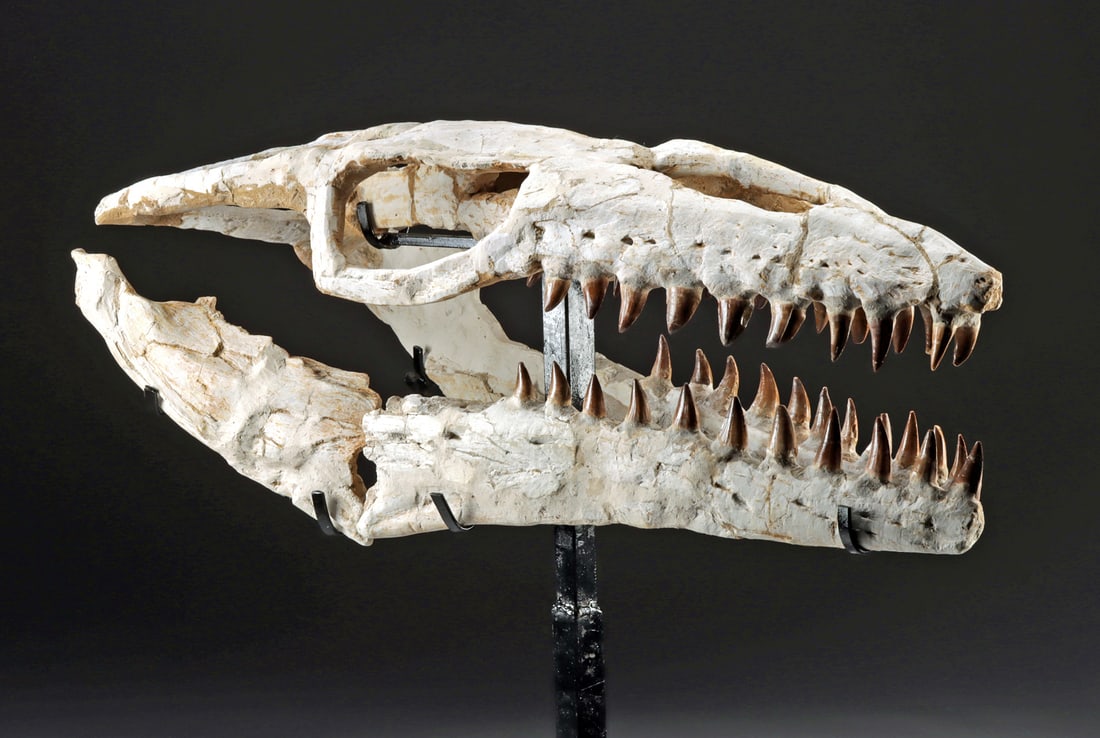 Rare Complete Prognathodon Curri Skull & Jaws – Exceptional Fossil ...
