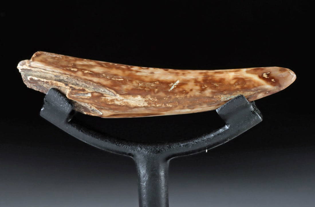 Alaskan Fossilized Walrus Tusk Ivory Fragment Auction