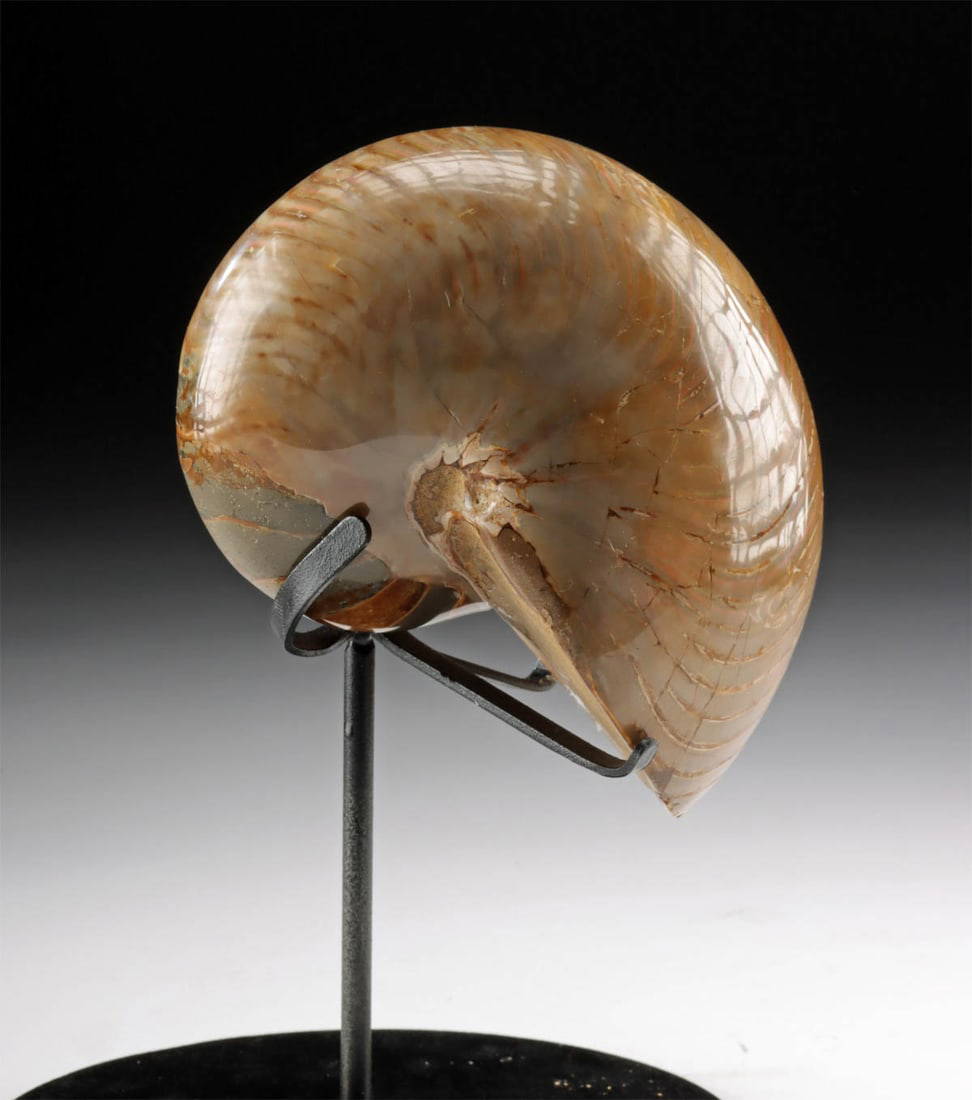Prehistoric Nautiloid Shell Fossil W/ Iridescence Auction