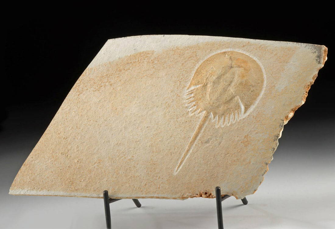 Rare Mesolimulus Horseshoe Crab Fossil, Solnhofen Form. Auction