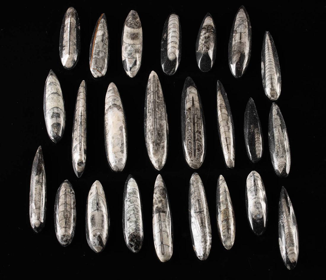 24 Polished Fossilized Orthoceras Shells Auction