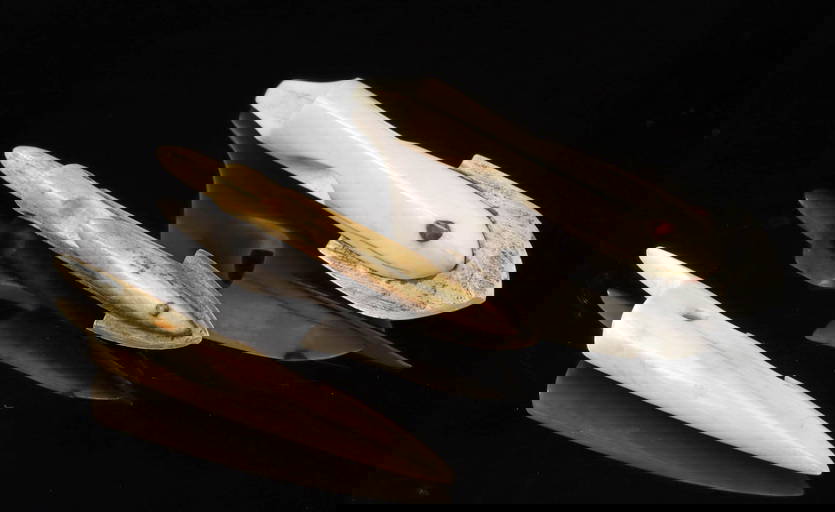 Alaskan Harpoon Tips Walrus Ivory & Metal Blades