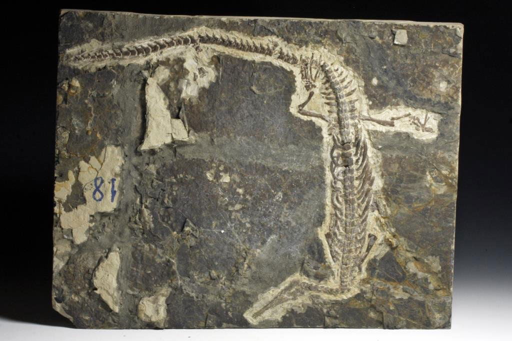 Mesosaurus Dinosaur Fossil Skeleton - Jun 13, 2013 | Artemis Gallery in CO