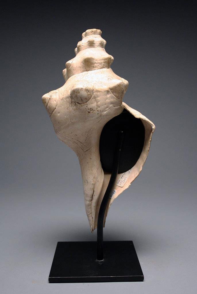 Exceptional Maya Seashell Trumpet - Jun 14, 2013 | Artemis Gallery in CO