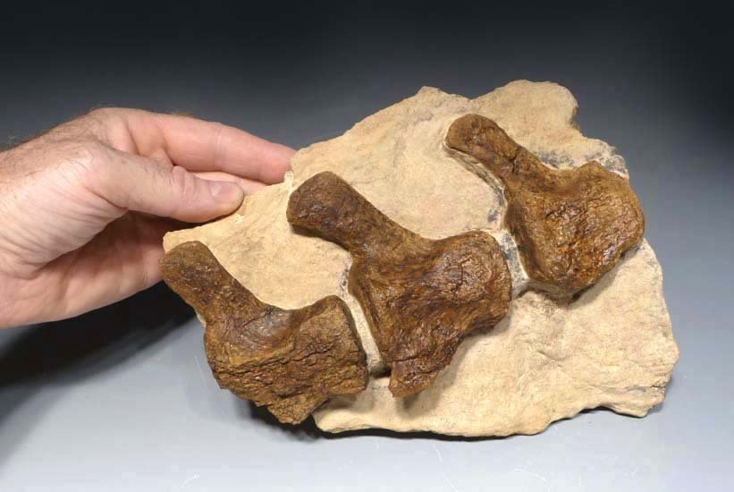 Miocene Fossil Pinniped Articulated Seal Vertebrae