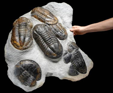 Mass Extinction Fossil Ordovician Asaphus Trilobites
