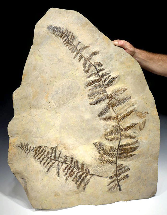 Rare Giant Pecopteris Permian Tree Fern Fossil - Mar 08, 2016 | Artemis ...