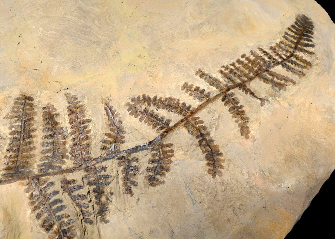 Rare Giant Pecopteris Permian Tree Fern Fossil