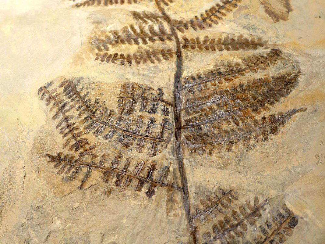 Rare Giant Pecopteris Permian Tree Fern Fossil